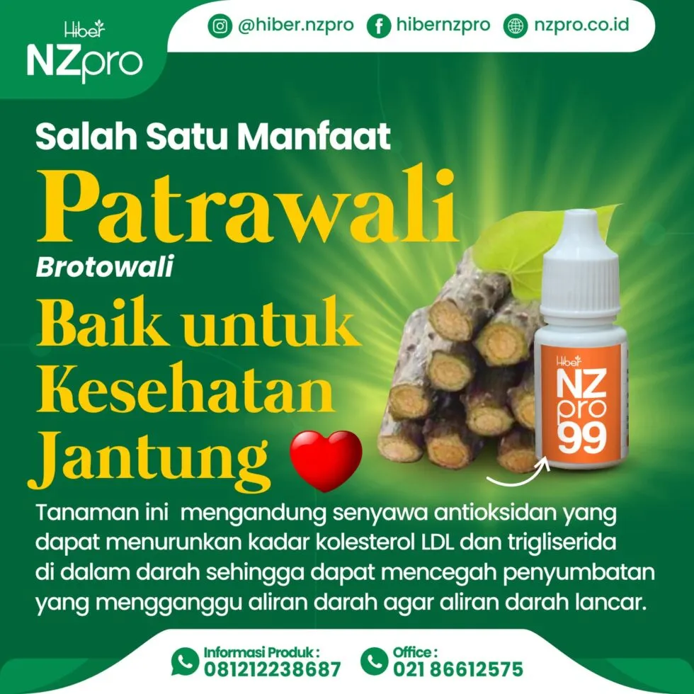 Patrawali/Brotowali: Tanaman Herbal untuk Kesehatan Jantung yang Lebih ...